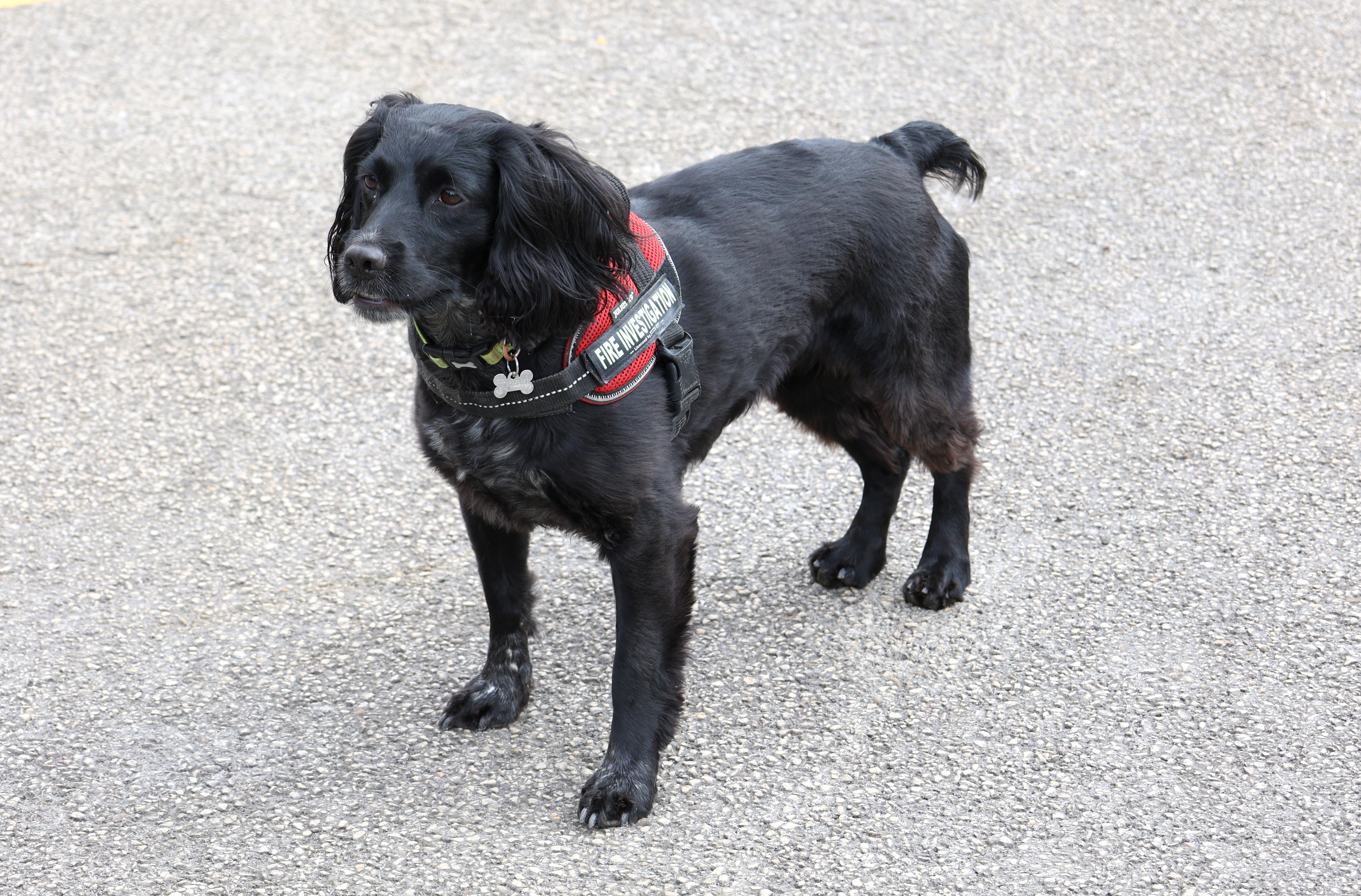 Fire Dogs Put Through Their Paces in Mansfield Training Exercise - NFRS